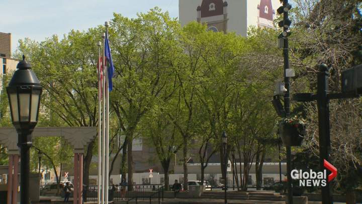 Calgary residents urged to help city efforts in saving elm trees from ...