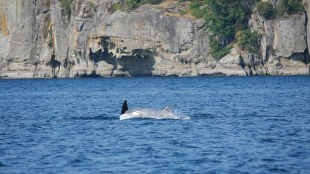 Move over, Moby Dick: rare white ‘ghost orca’ spotted near Nanaimo ...