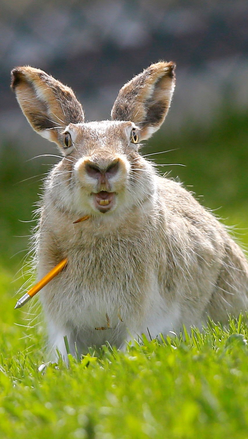 Rabbit pierced with arrow seen in Arbour Lake community - Calgary ...