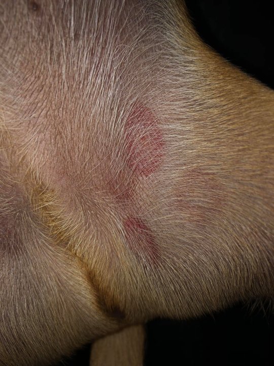 Fly bites on pets not as bad as they look: veterinarian | Globalnews.ca