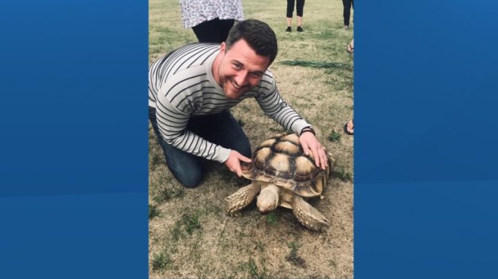 Large tortoise found wandering along northern Alberta road | Globalnews.ca