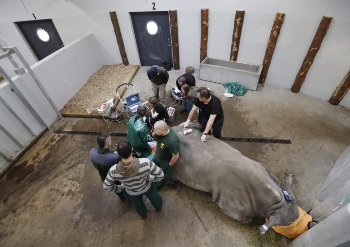 Scientists try to save rare Rhino population with 1st test tube embryo ...