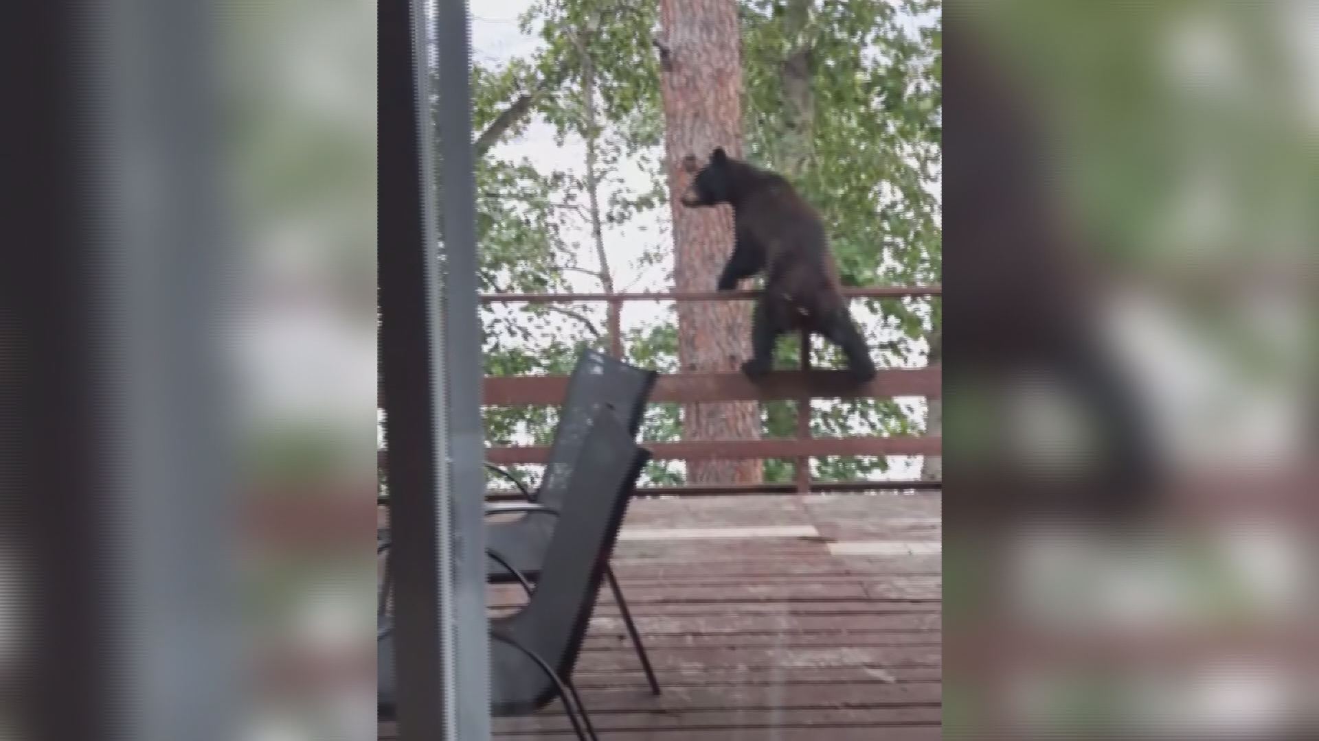Bear jumps off Peachland porch and into the headlines | Globalnews.ca