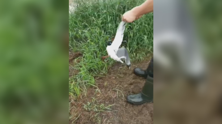 Alberta Fish and Wildlife investigating apparent animal cruelty ...