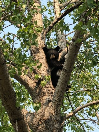 Video shows black bear being released following capture in Alberta town ...