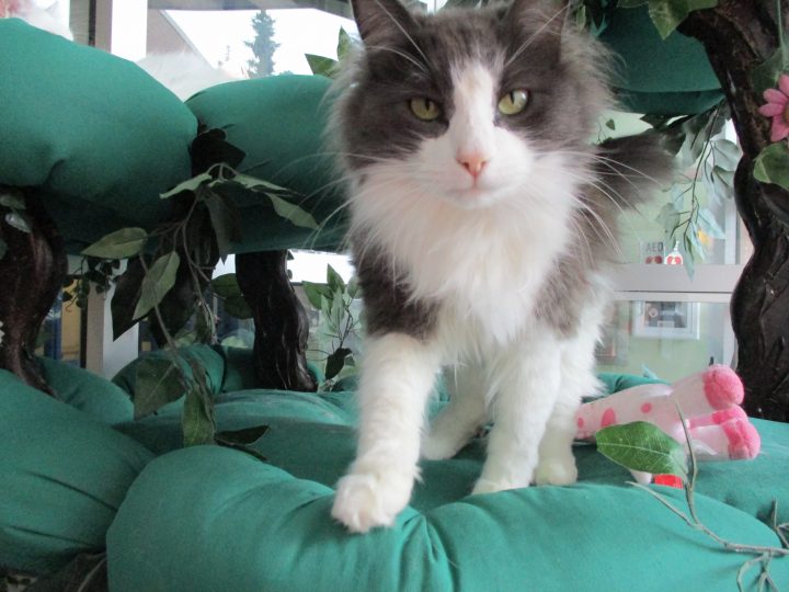 These cats need homes right meow: City of Calgary - Calgary | Globalnews.ca