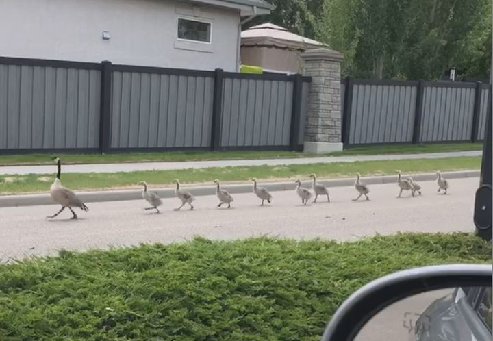 Cute video alert: 4 geese, 35 goslings on parade in south Edmonton ...