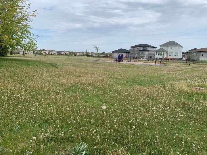 Manitoba cosmetic pesticide ban leads to dandelion infestation ...