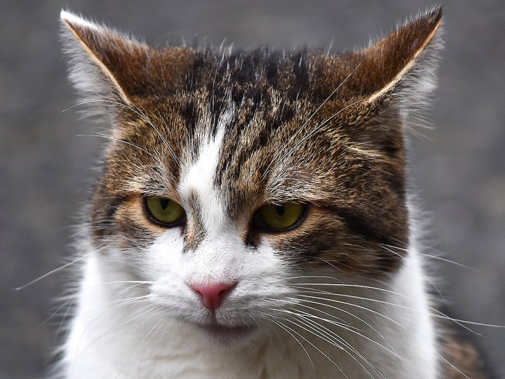 Larry the Cat causes ‘security’ delay during Donald Trump U.K. visit ...