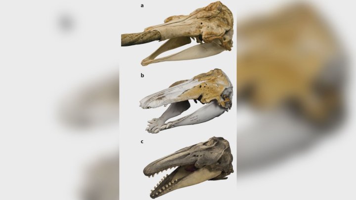 Meet the narluga: Skull study at Trent University confirms existence of ...