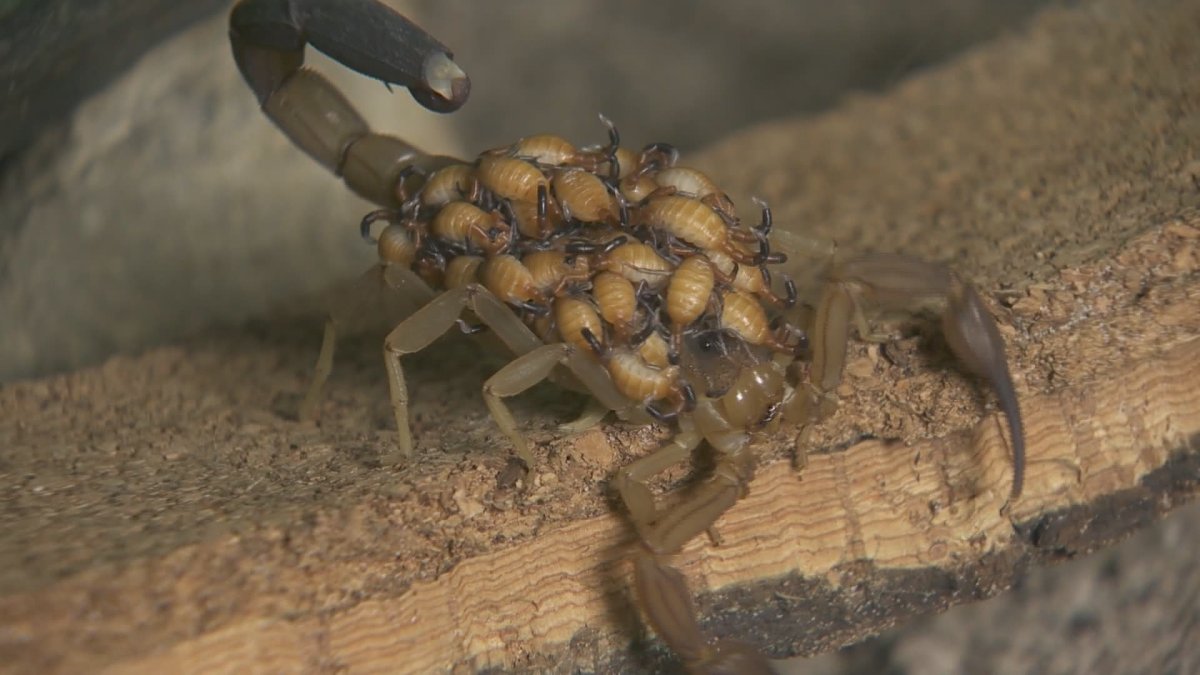 Scorpion gives birth after travelling to Canada in Vancouver woman’s ...