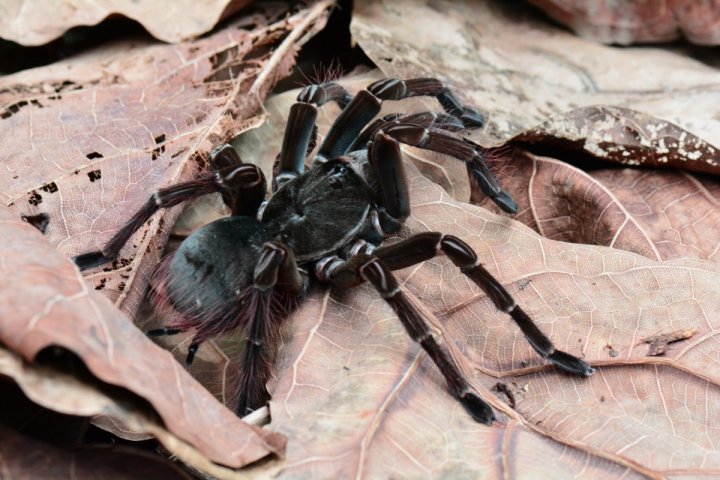 Burgundy goliath bird eater tarantula | News, Videos & Articles