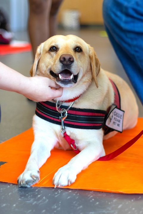 ‘A devastating loss’: Thieves allegedly rip off $25K worth of therapy ...