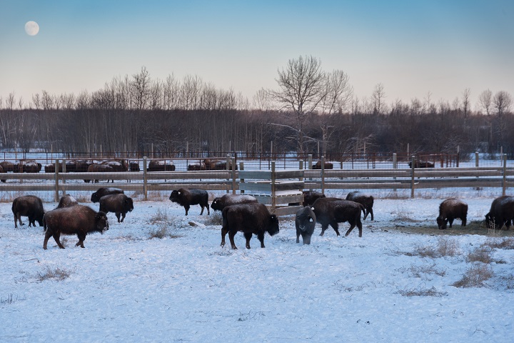 Elk Island National Park bison populating herds across globe ‘the ...