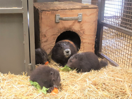 5 marmot pups born at the Calgary Zoo - Calgary | Globalnews.ca