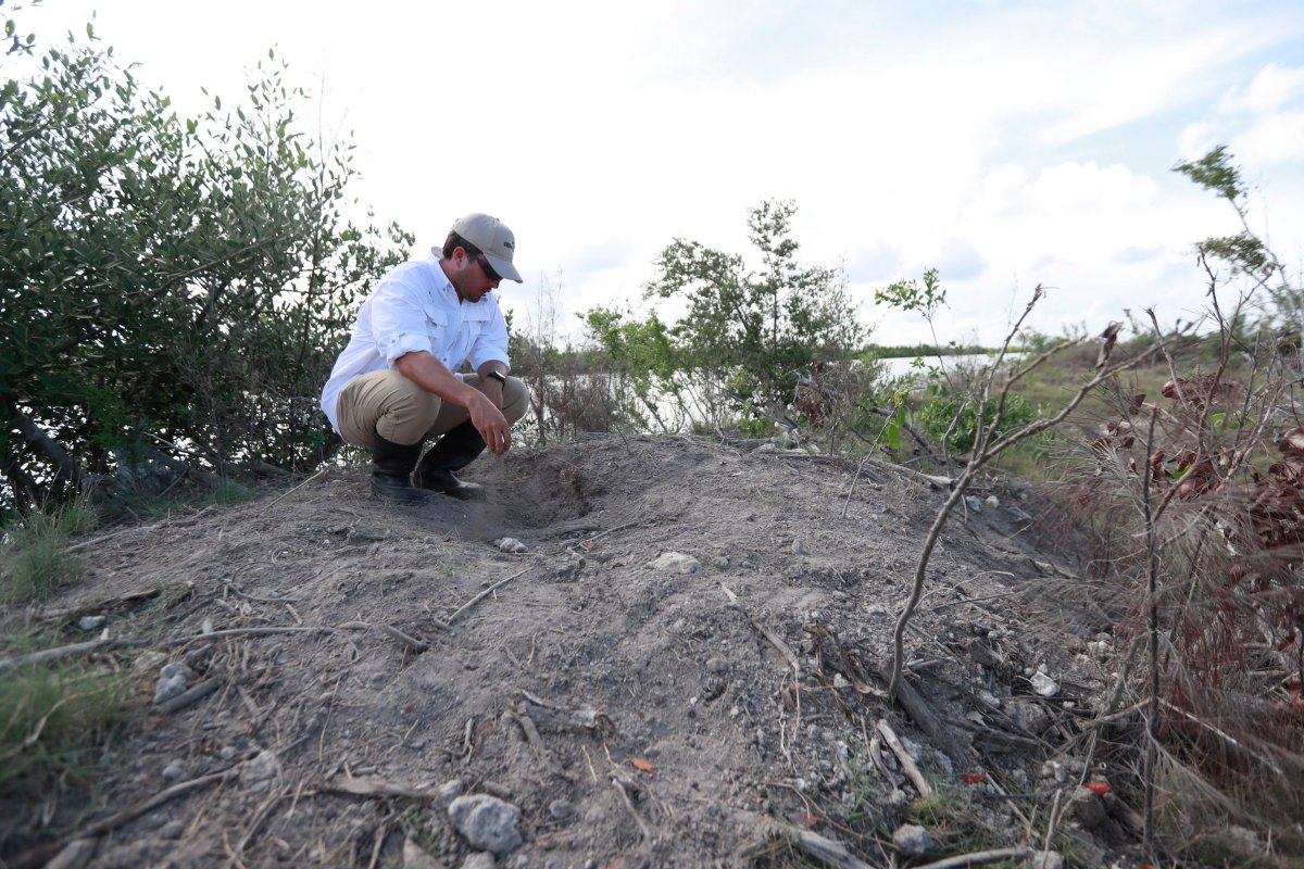 American crocodiles, once endangered, are thriving outside a nuclear ...