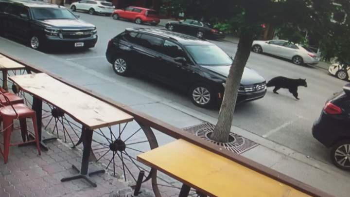 Canmore diners shocked by bear walking into restaurant | Globalnews.ca