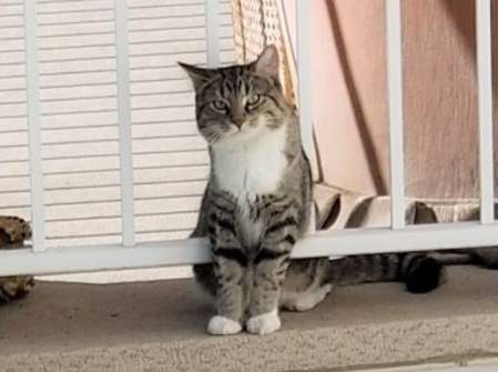 Man charged after cat allegedly beaten to death with baseball bat ...