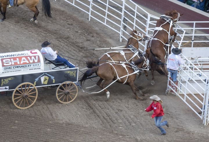 Chuckwagon Racing | News, Videos & Articles