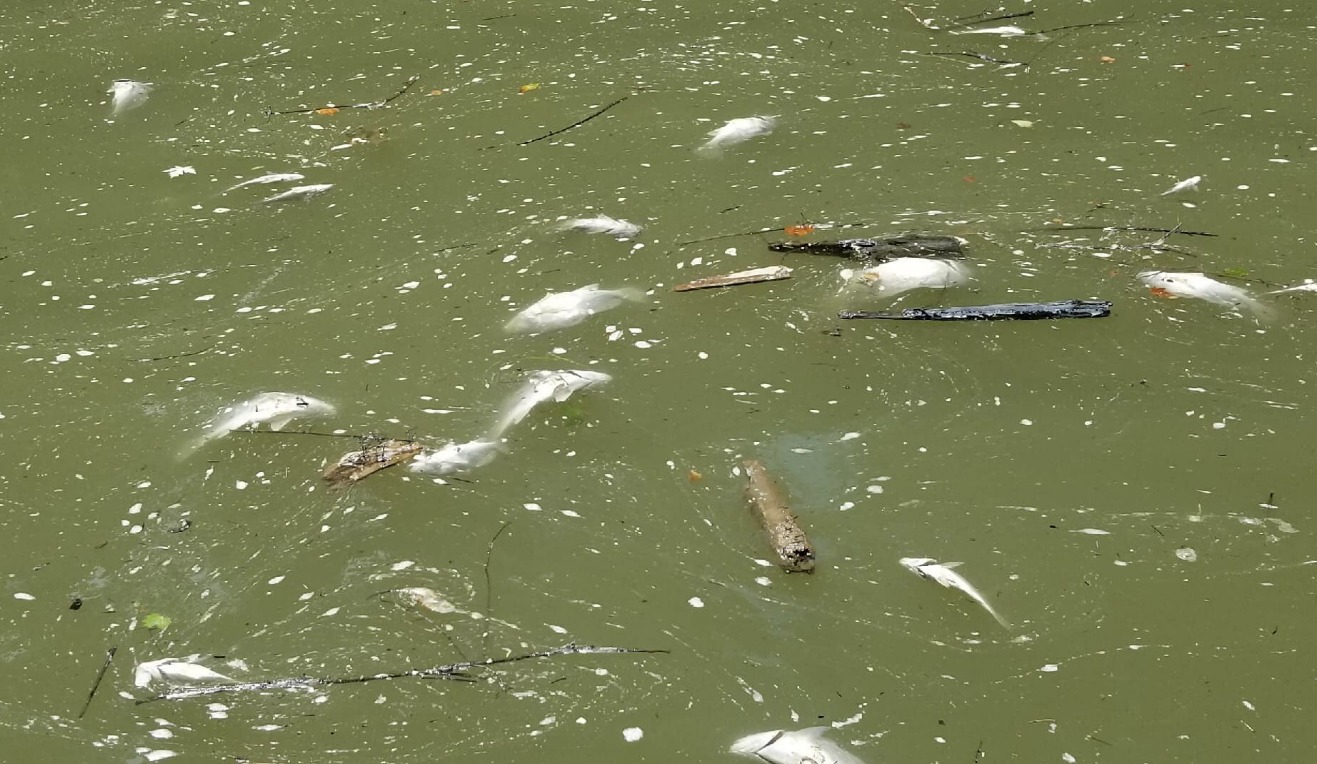 Scores of fish dead in aftermath of Jim Beam bourbon warehouse fire ...