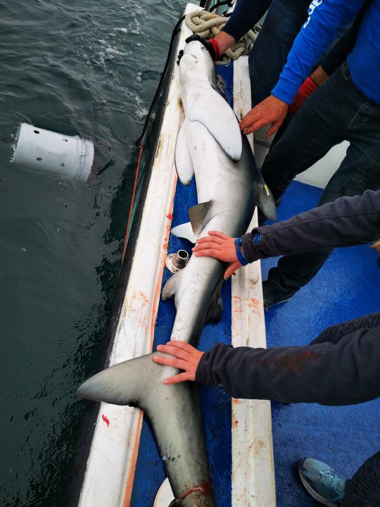 11-year-old aspiring marine biologist experiences shark tagging on ...