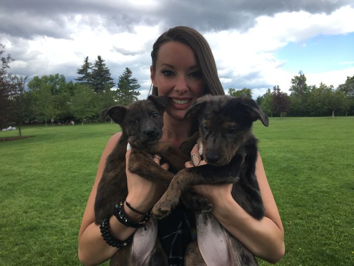 ‘Who’s going to be the winner?’: young Calgary canines get set for ...