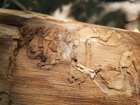 Ash tree-killing beetle detected in Fredericton | Globalnews.ca