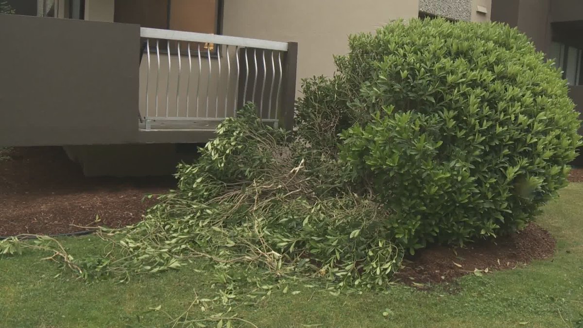 Alleged kidnapper falls up to 11 storeys into bush attempting to flee ...