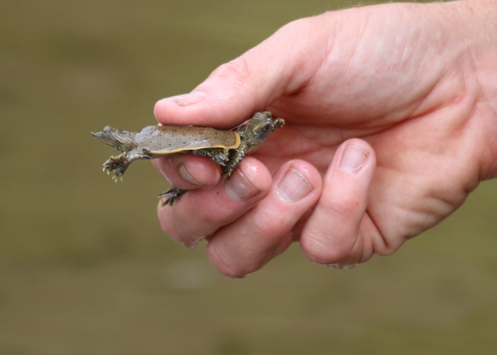 4,000 endangered spiny softshell turtle hatchlings released back into ...