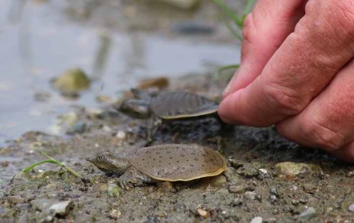 4,000 endangered spiny softshell turtle hatchlings released back into ...