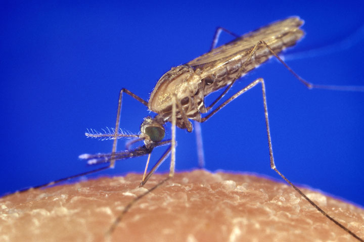 Mosquitoes are on the move due to climate change, and they could bring ...