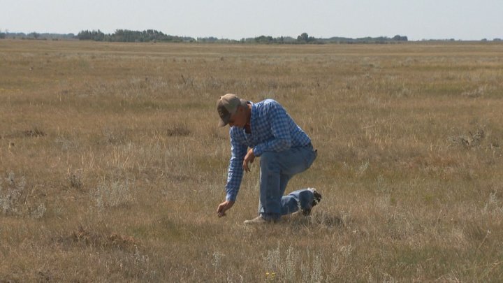 Southern Alberta continues to battle drought despite wet July ...