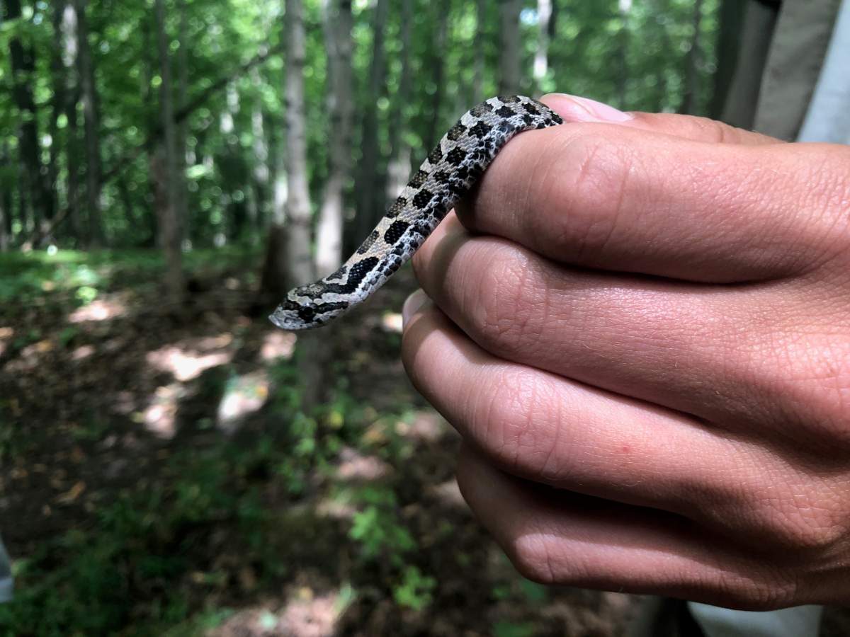 Upper Thames River Conservation Authority releases at-risk snake species back into wild - London ...