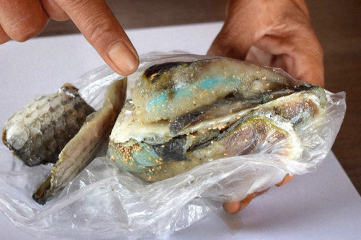 Mass die-off on Japanese ‘cat island’ tied to tainted fish mystery ...