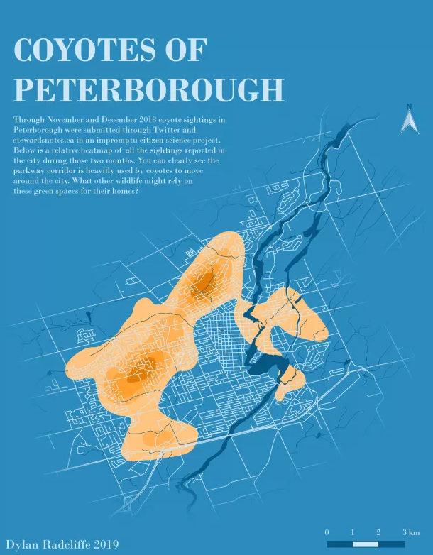 Coyotes spotted on Peterborough golf course - Peterborough | Globalnews.ca