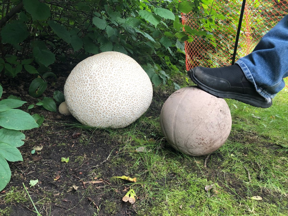 Prolific puffball: massive mushroom found near Edmonton thanks to wet ...