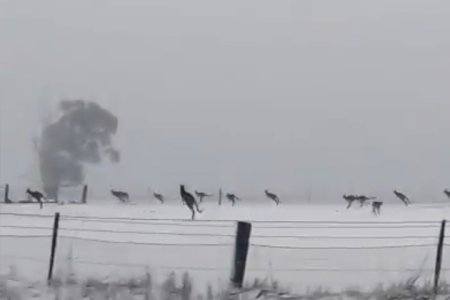 ‘Cold feet!’: Video shows kangaroos hopping through snow in Australia ...