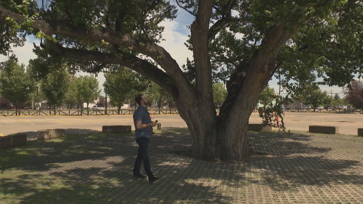 How will this decades-old Calgary elm tree be impacted by the new arena ...