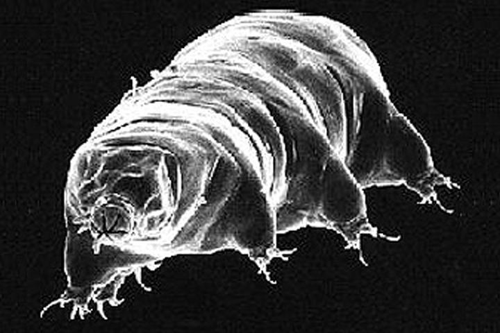 Lunar crash may have seeded indestructible ‘water bears’ on the moon ...