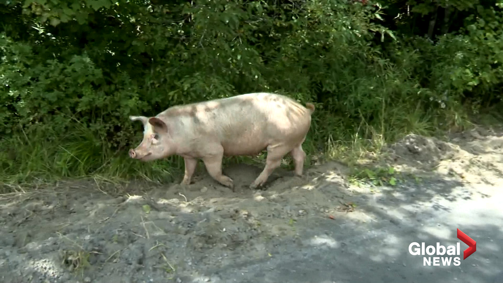 Hot dog buns used in effort to corral dozens of runaway pigs in Vermont ...