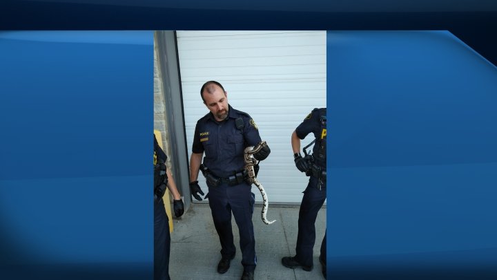 OPP capture 4-foot python on trail north of Guelph | Globalnews.ca