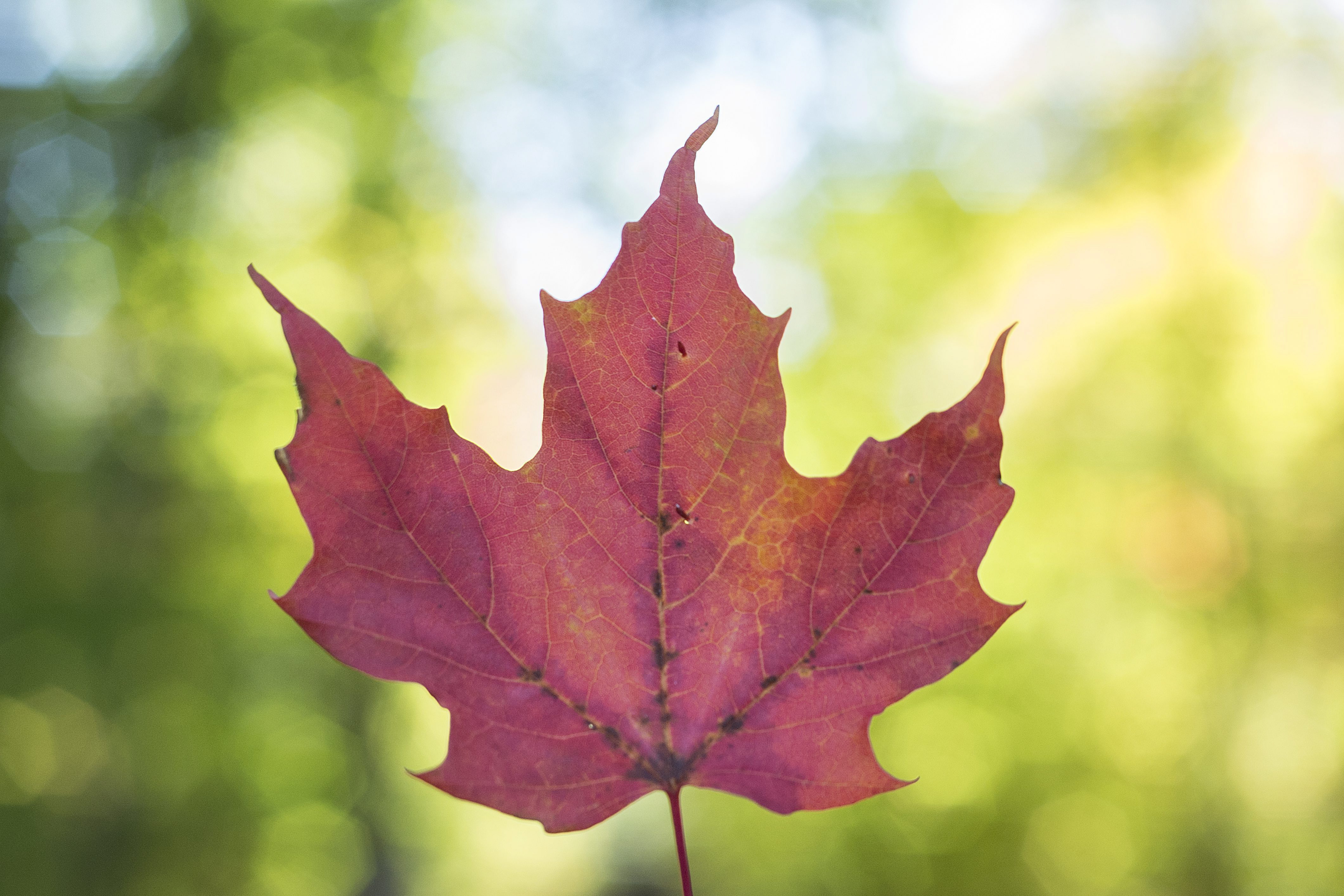 Fall weather forecast: What Canadians can expect from coast to coast ...