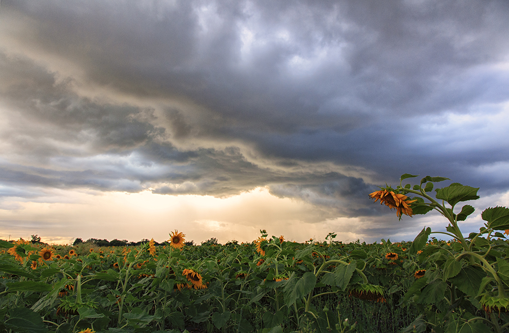 Heavy rain and summer heat in the next week for southern Manitoba ...