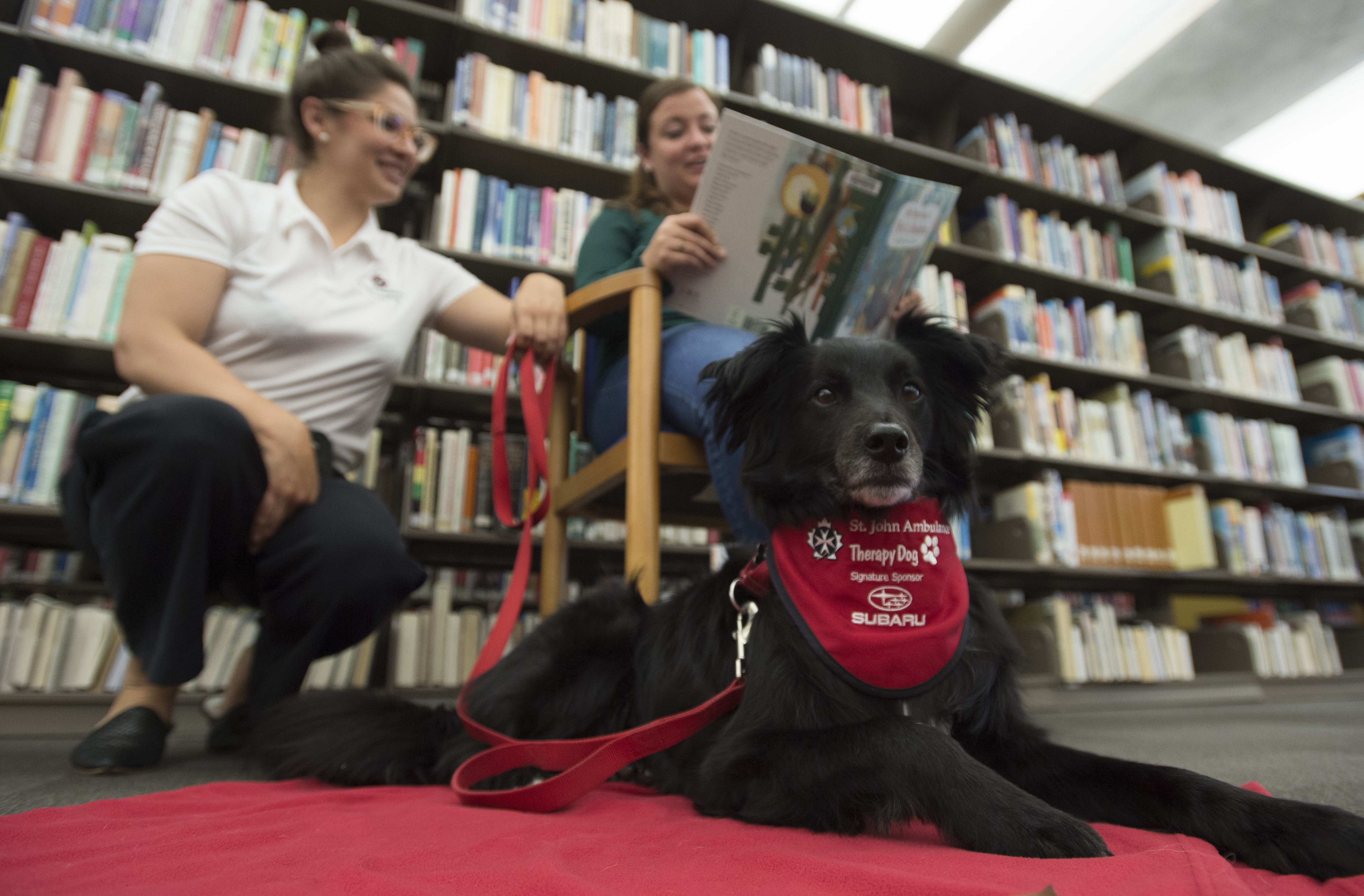 Are Dogs Allowed In Public Libraries