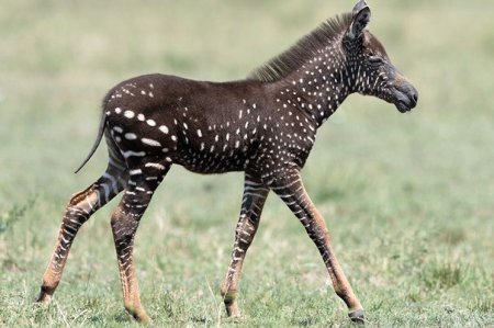 Rare spotted zebra foal caught on camera by wildlife photographer ...