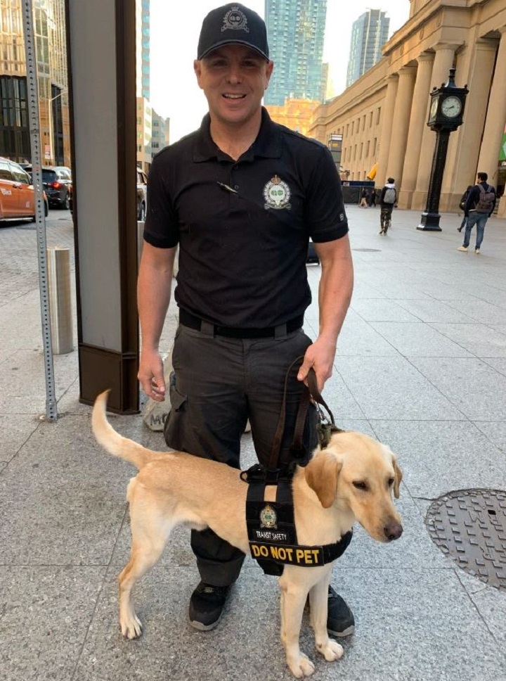 Dash on Duty: GO Transit canine unit begins patrolling Toronto’s Union ...