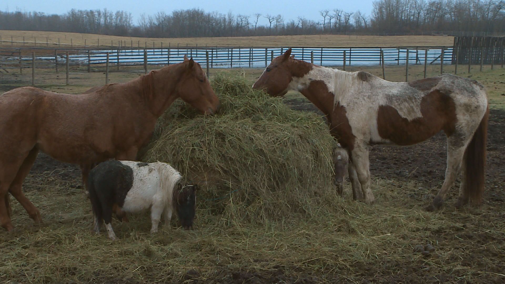 Alberta horse rescue asking for help amid high quality hay shortage ...
