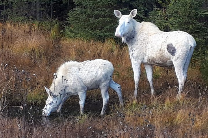 Two rare white ‘spirit moose’ spotted together in Northern Ontario ...