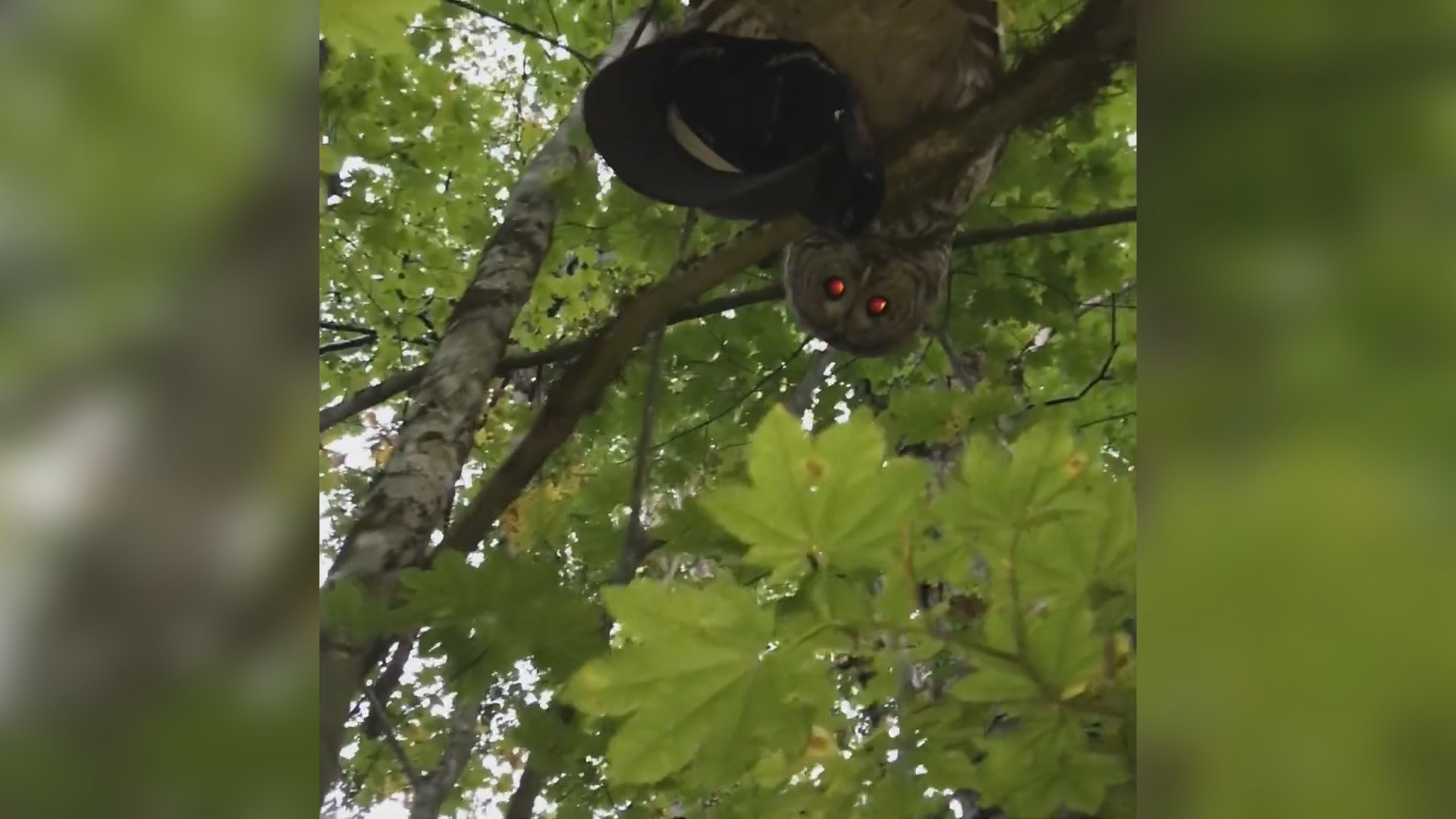‘I was bewildered, it was a hard hit’: B.C. man recounts rare owl ...