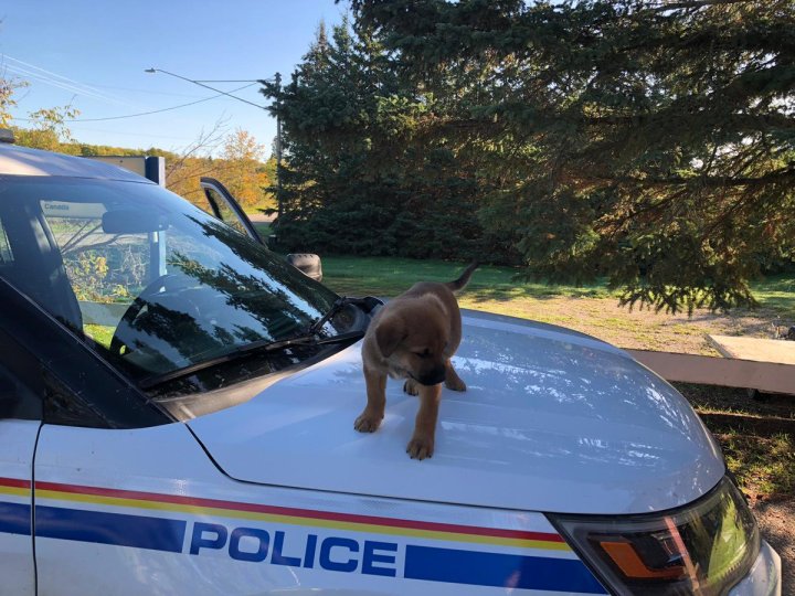 RCMP finds home for adorable pup left on Manitoba detachment doorstep ...